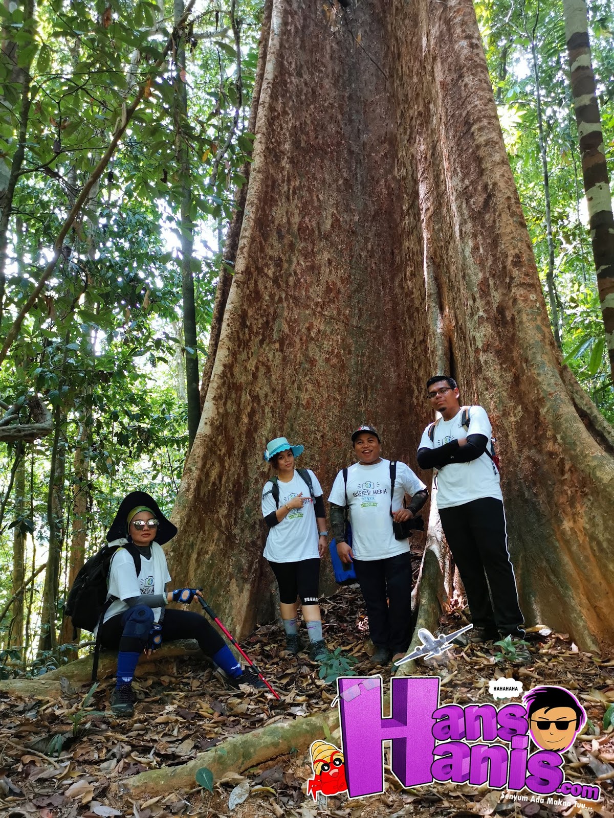 Pokok Melunak Terbesar Di Malaysia