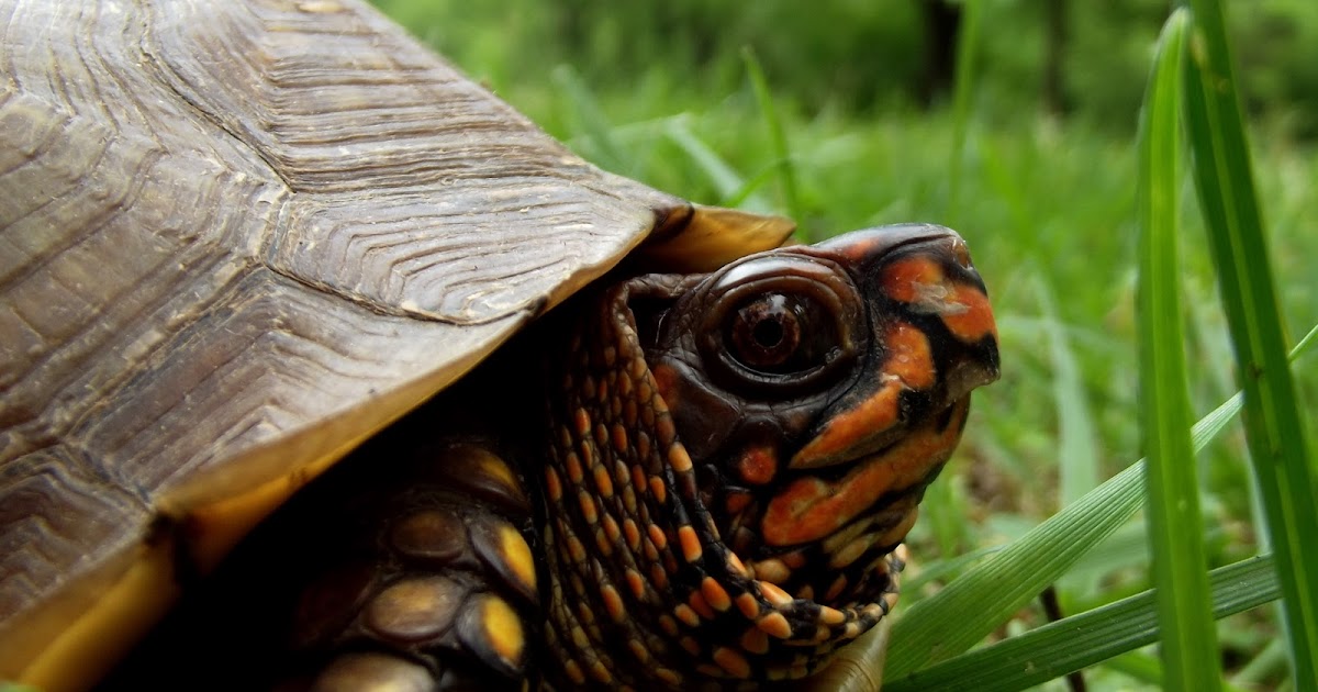 Wild Outdoors: Missouri Box Turtles