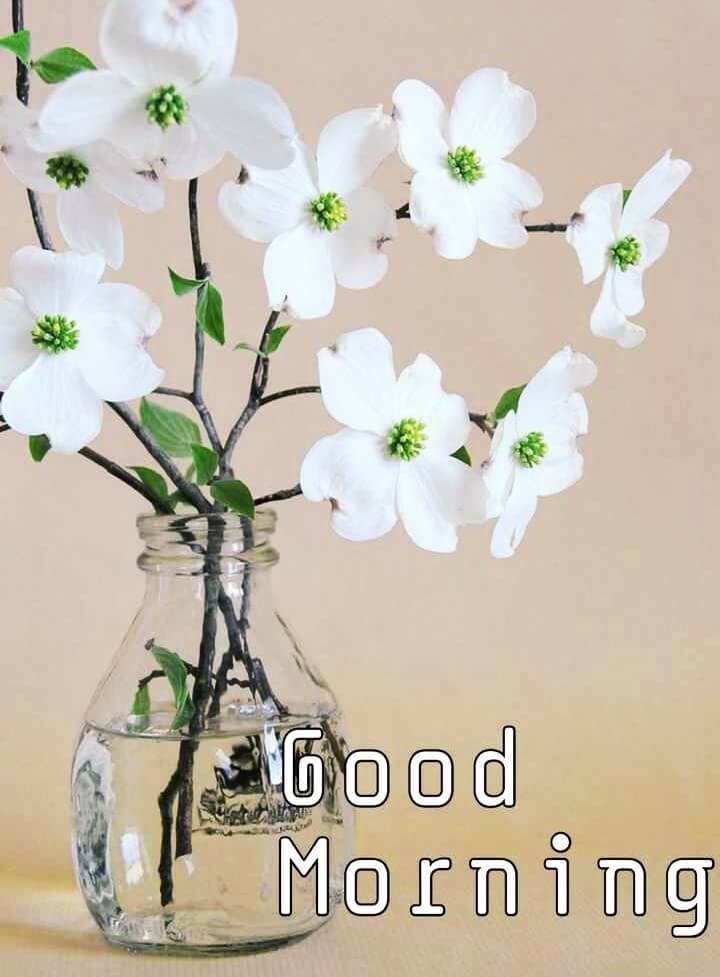 Good Morning Images Free Download For WhatsApp HD Download