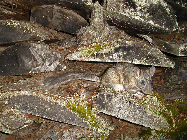 Camera Trap Codger: 2012