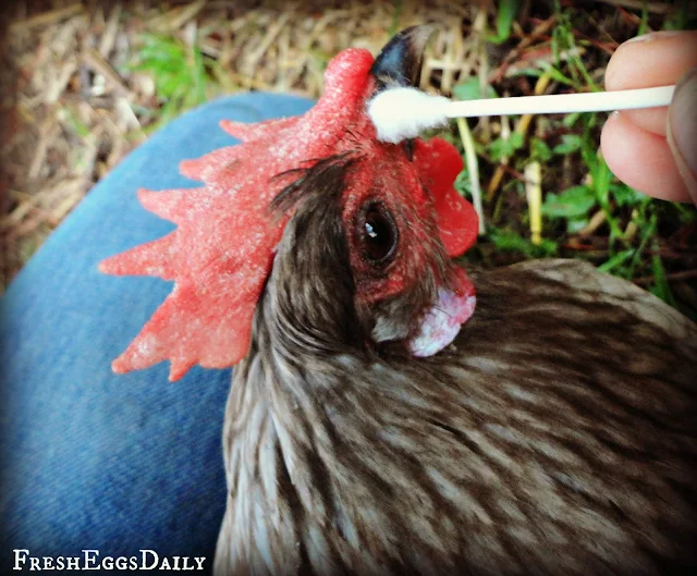 How to Administer Medication to a Chicken - Fresh Eggs Daily® with Lisa ...