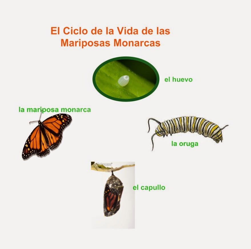 Stormonth Spanish News