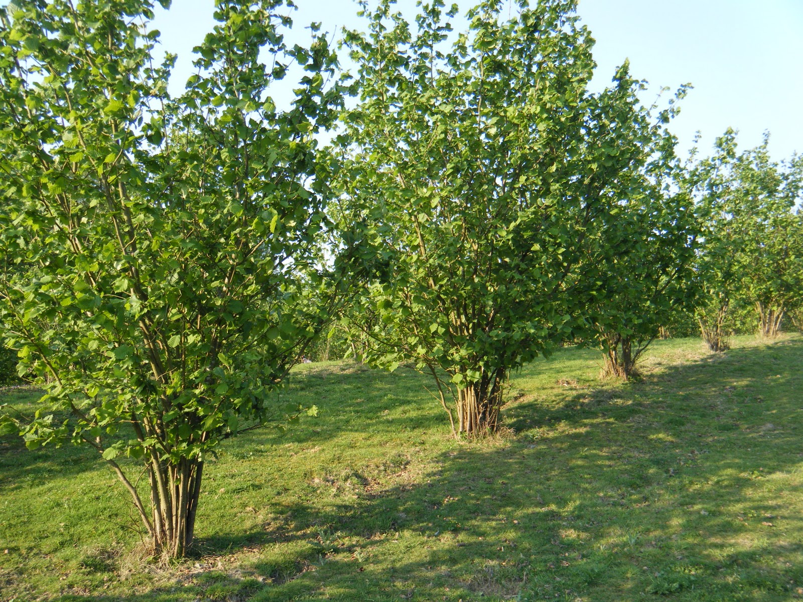 Ightham Mote Cobnuts Project: November 2011