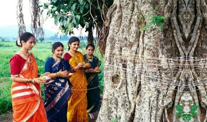 Asucre Arasa Maram Pattai ~ Ficus Religiosa Peepul ~ Bodhi Satva Tree