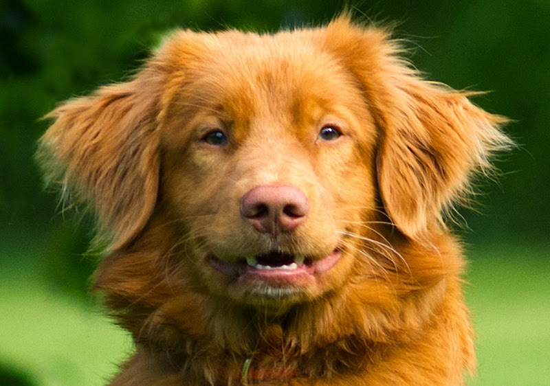 Pedigree Dogs Exposed - The Blog: Holler for UK Tollers