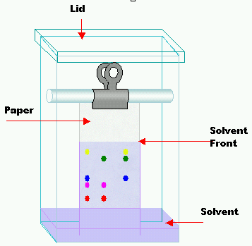 Paper Chromatography | WhatScience.com
