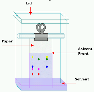 Paper Chromatography | WhatScience.com