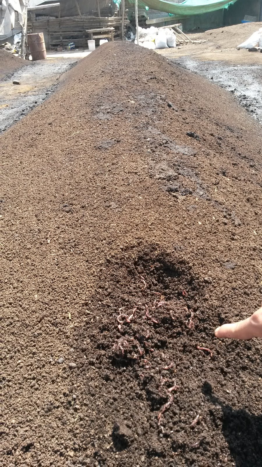 Marketing e Negocios: [GA] VENTA DE GUANO DE INVERNA, VACA, POLLO ...