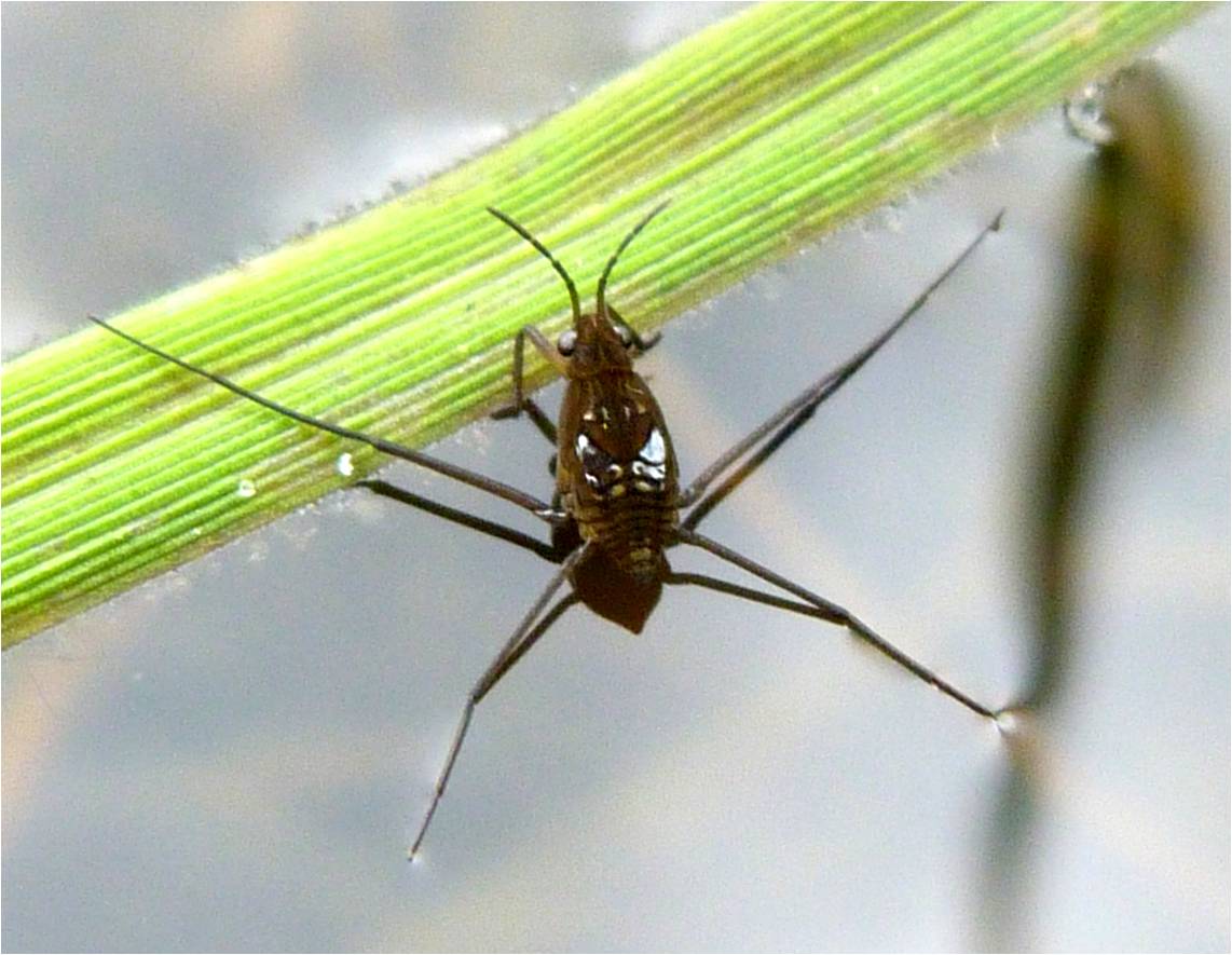 Insects of Scotland: True Bugs