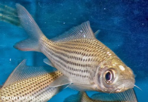 金魚&水族快訊Goldfish & Aquarium Messages: 斑點紅尾飛鯊(Labiobarbus leptocheilus ...