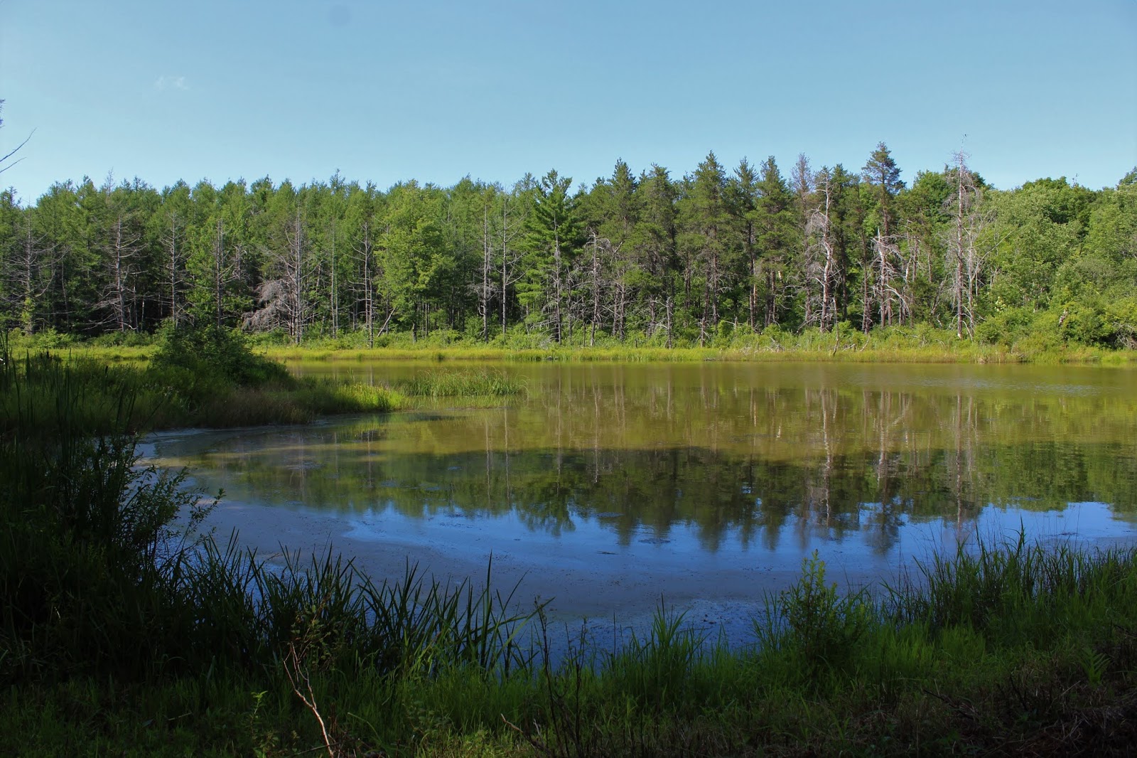 Walking Man 24 7: Partridge Run WMA(Berne-Helderbergs, Albany County)