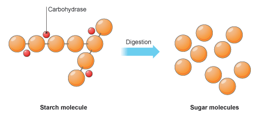 Biology Assesment: Digestion
