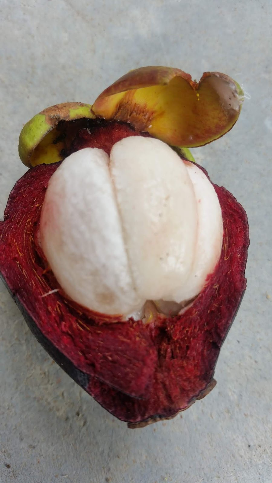 Warisan Petani: Pokok Manggis Mesta