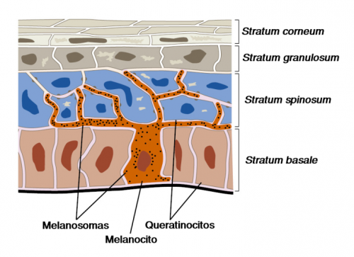 Melanocitos : Estructura del melanocito