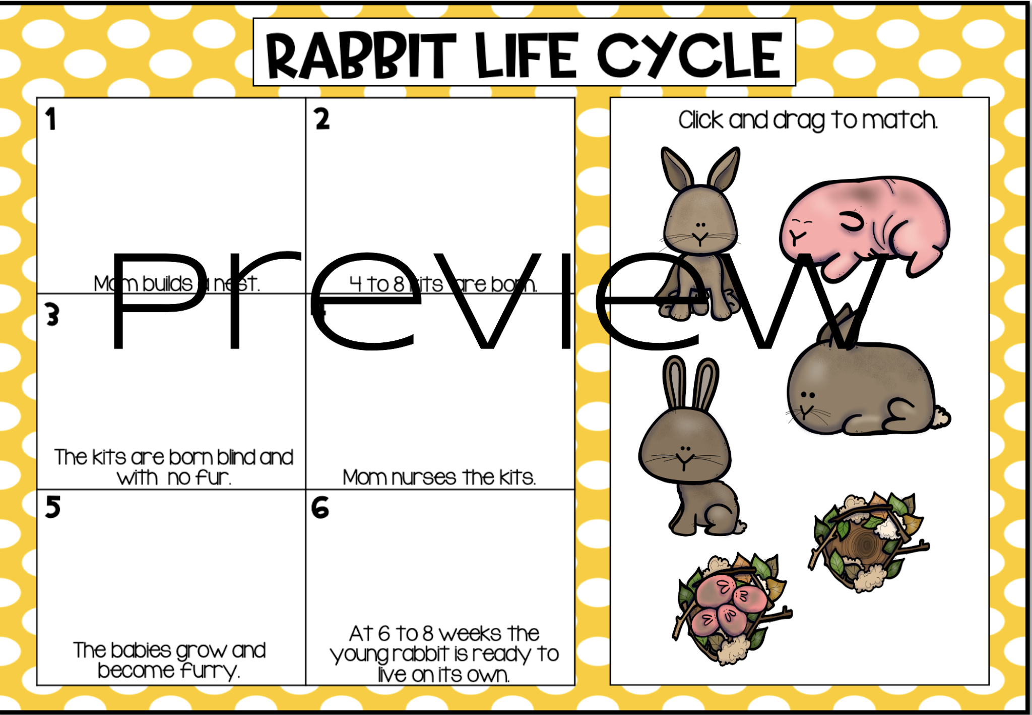 1st Grade Hip Hip Hooray!: Bunnies and Chicks...Informational Text