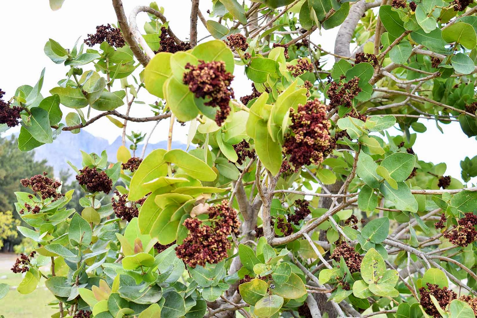 .: Cultural, botanical and culinary heritage with wine at Solms Delta