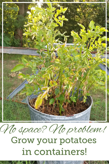 How to Grow Potatoes in Containers - Oak Hill Homestead