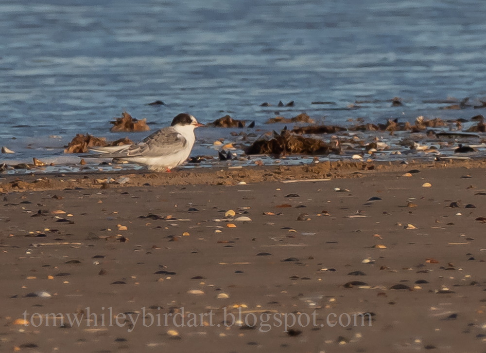 TropicBirdArt Blog from Holt: 20211102 Common Tern & Caspian Gull RSPB ...