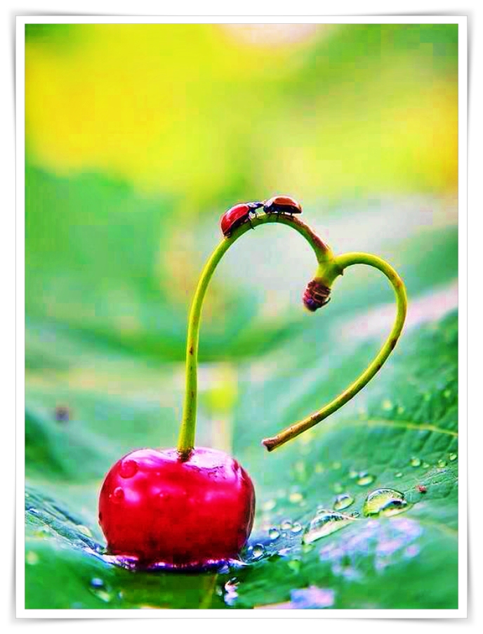 🍒 Cereja e seus incríveis benefícios para a saúde! - Vivendo Bem Feliz