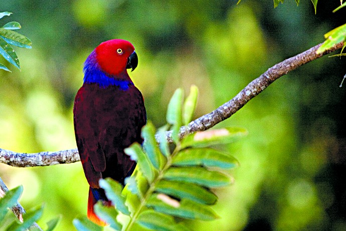 6 Jenis Burung Nuri Asli Indonesia yang Bercorak Indah - Budgie Bird