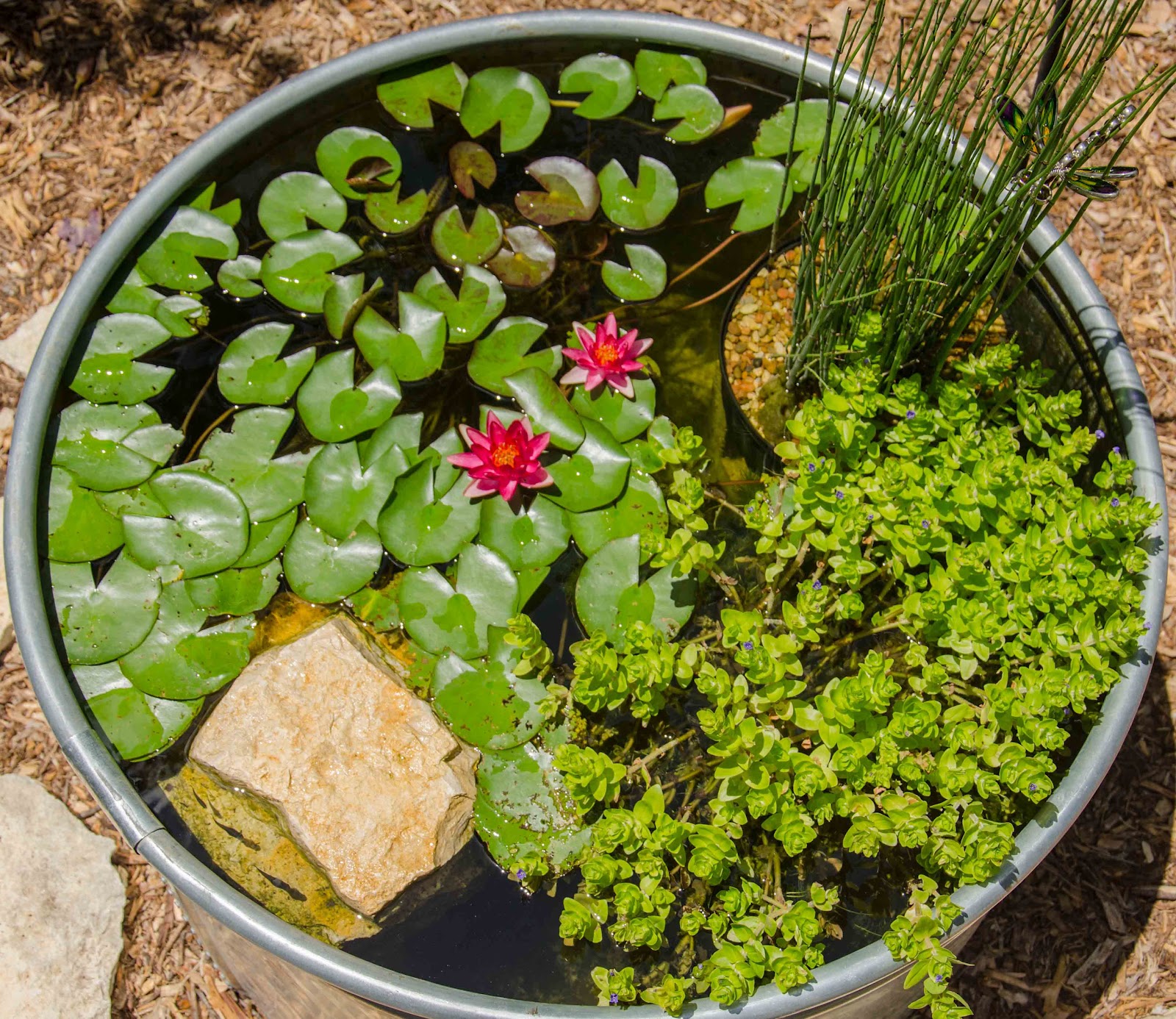 Window on a Texas Wildscape: Stock tank update