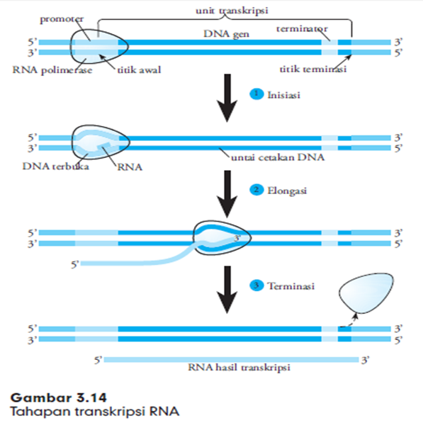 All About Science: SINTESIS PROTEIN