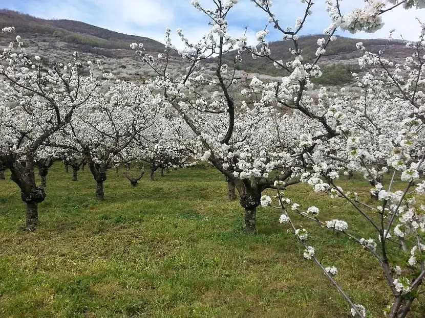 Jerte Valley, Cherry Festival in Spring, Spain (with Map & Photos)