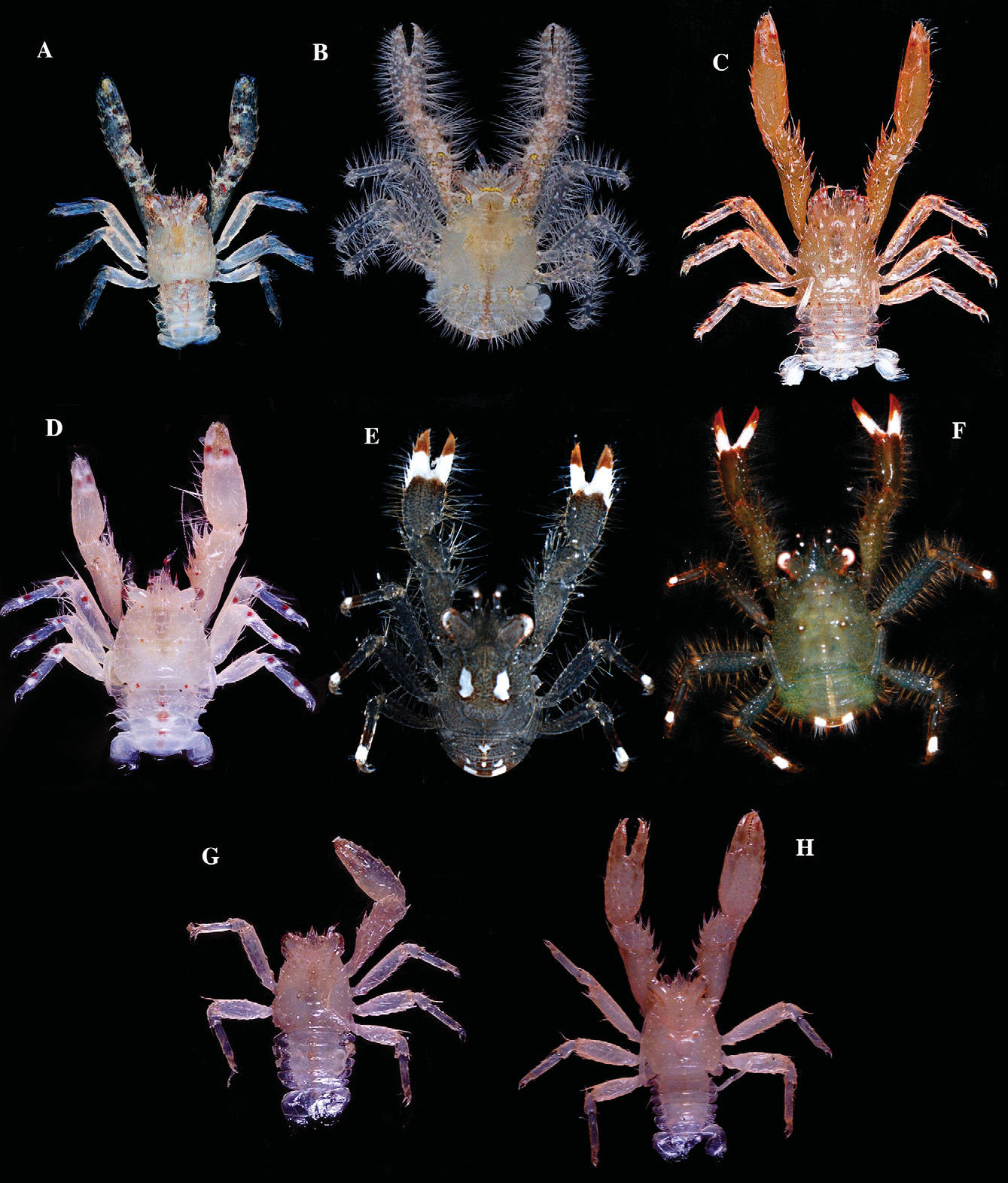 Biodiversity Science: New crustaceans