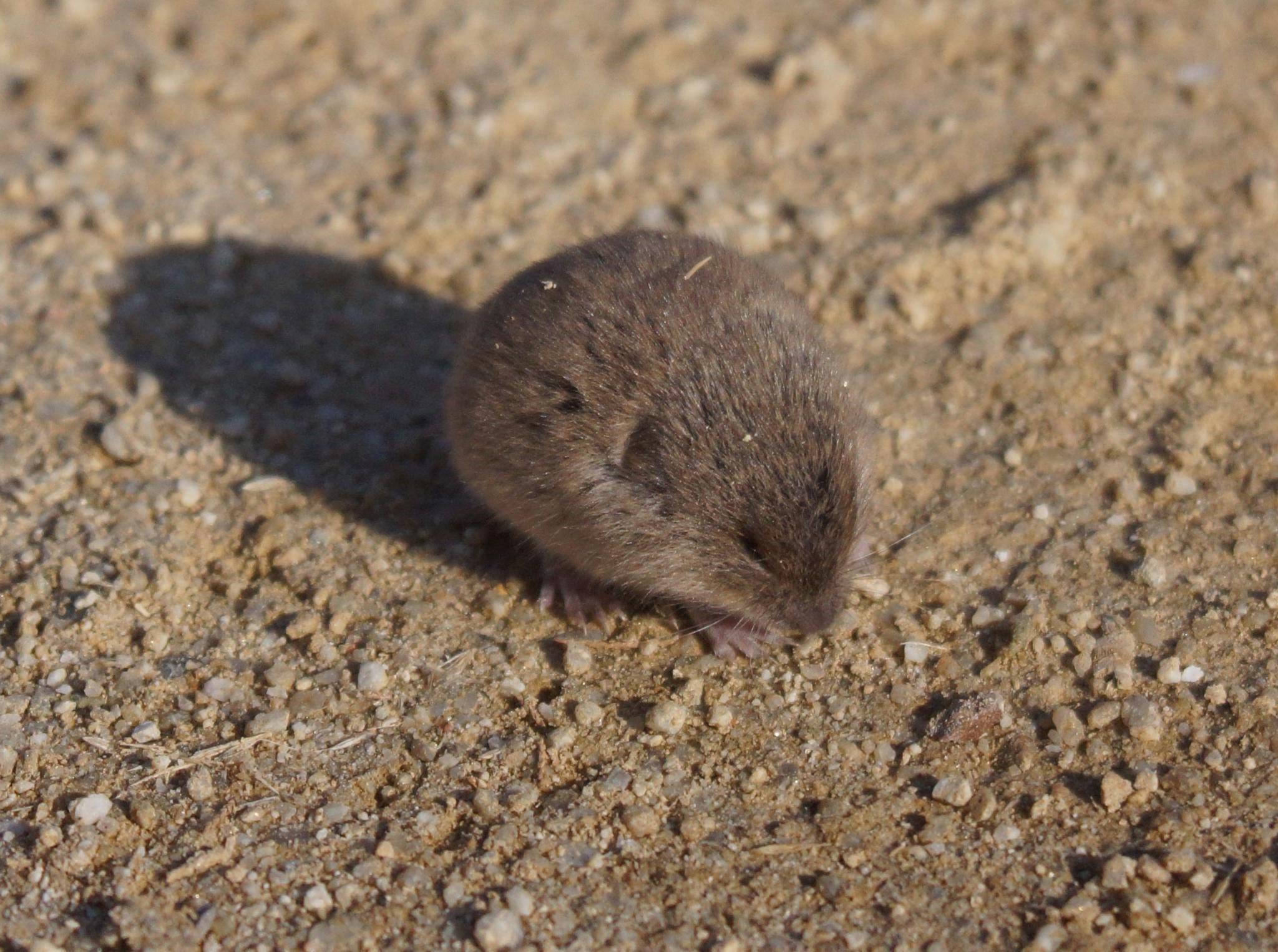 El Topillo Mediterráneo