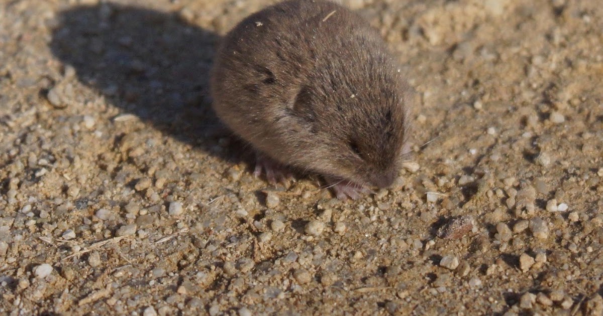 El Topillo Mediterráneo
