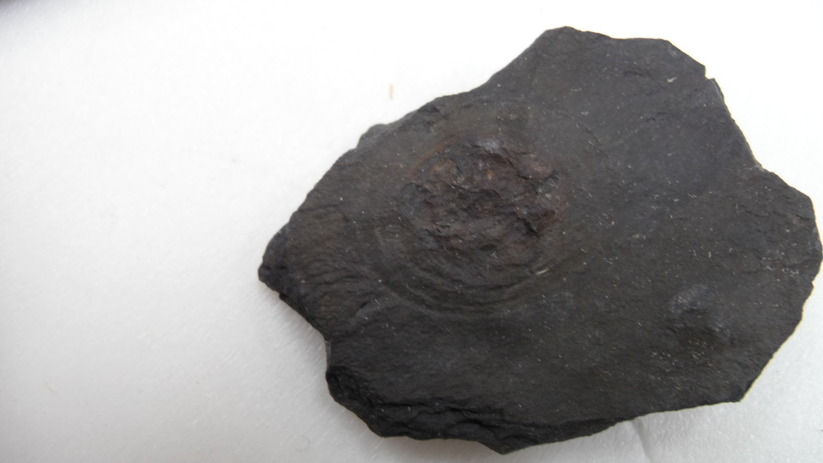 Fossils and Geology of Lanark County, Ontario: Photographs of GSC 221 ...