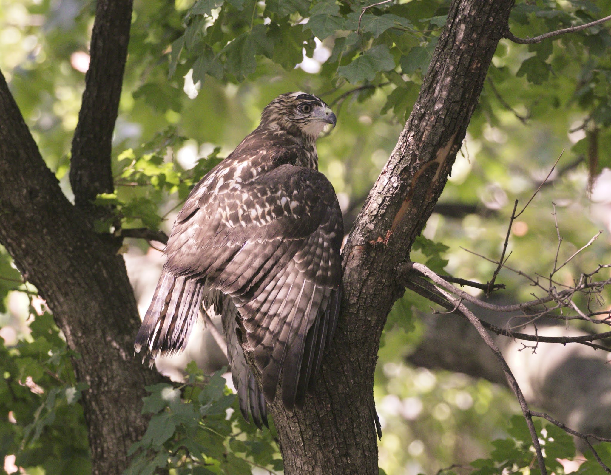 Laura Goggin Photography: Tompkins Square hawk fledgling frolicks in ...