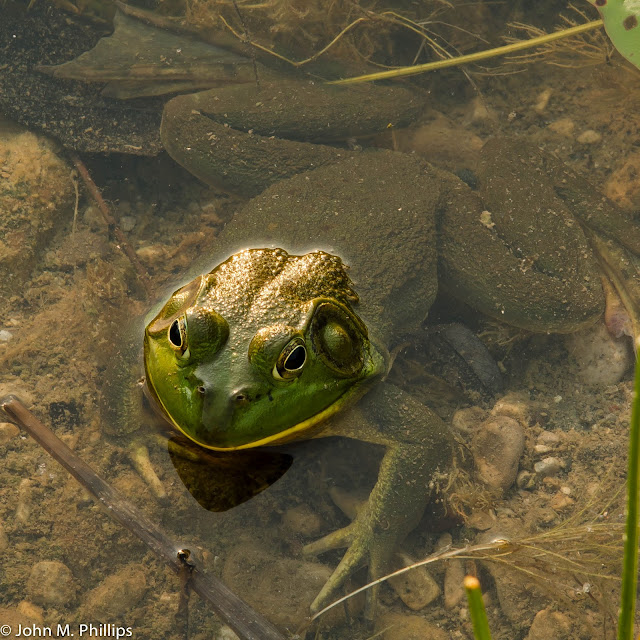 SKEPTIC PHOTO: FROGS AND LILYPADS