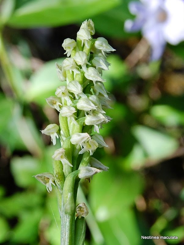 Hablando en verde: abril 2015