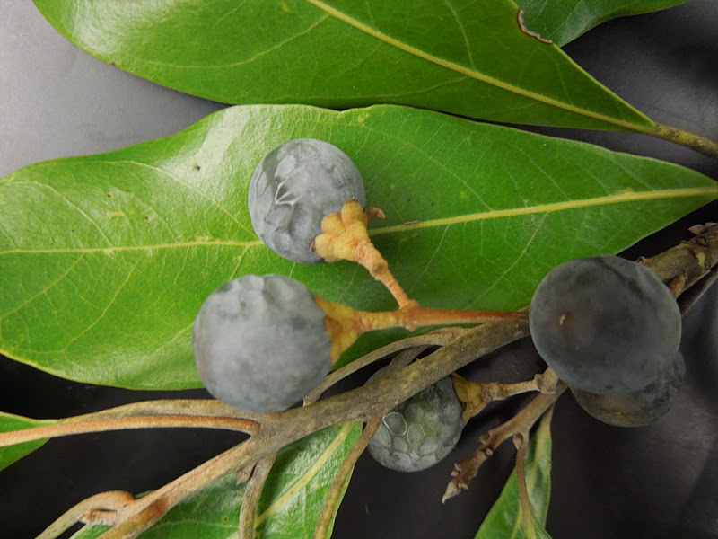 UF BOT 2710: Practical Plant Taxonomy: Lab 8: Angiosperms - ANITA grade ...