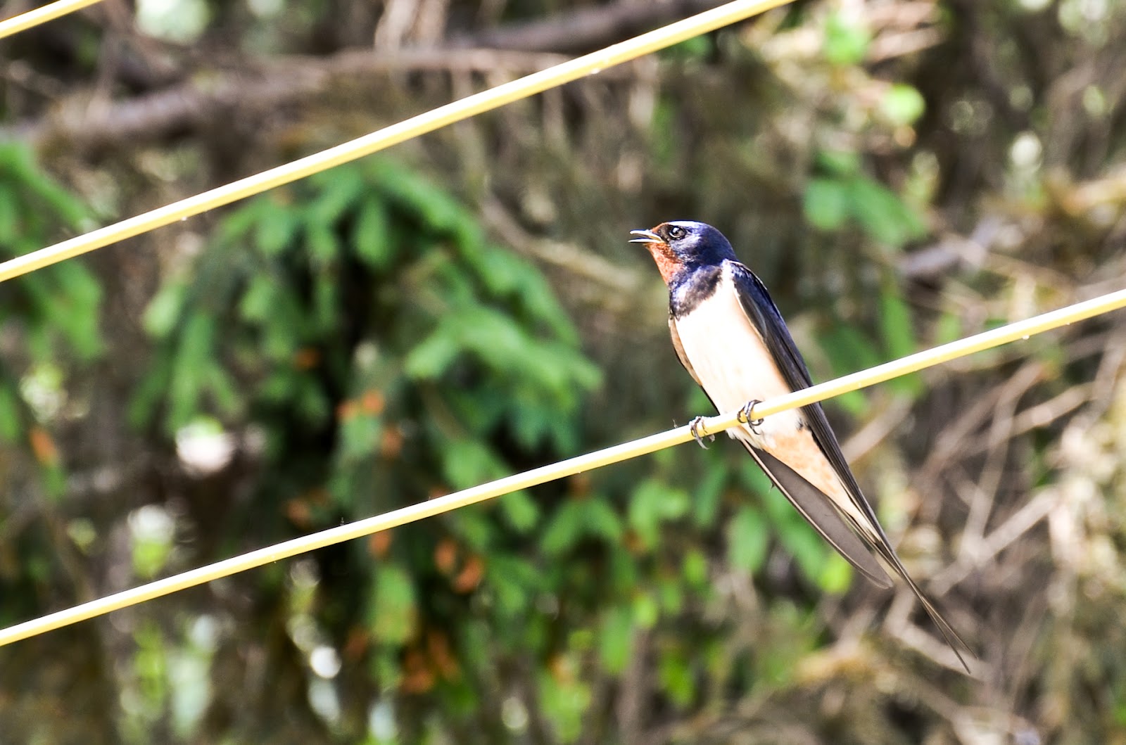 nomorelights: Randunica