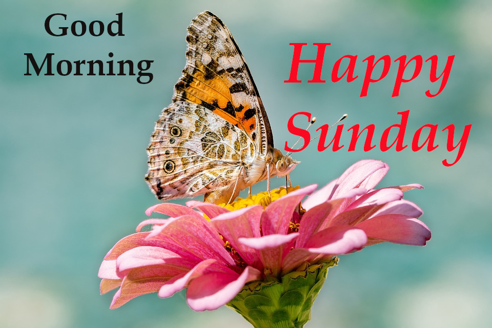 Top 10 Good Morning Happy Sunday Images greeting Pictures,Photos for ...