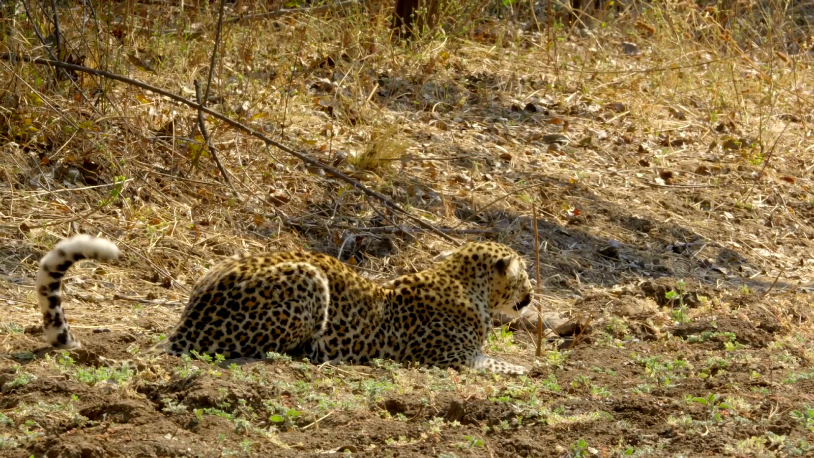 Asadal: Africa's Hunters Series 1: The Hungry Leopard 1/6 (2015)