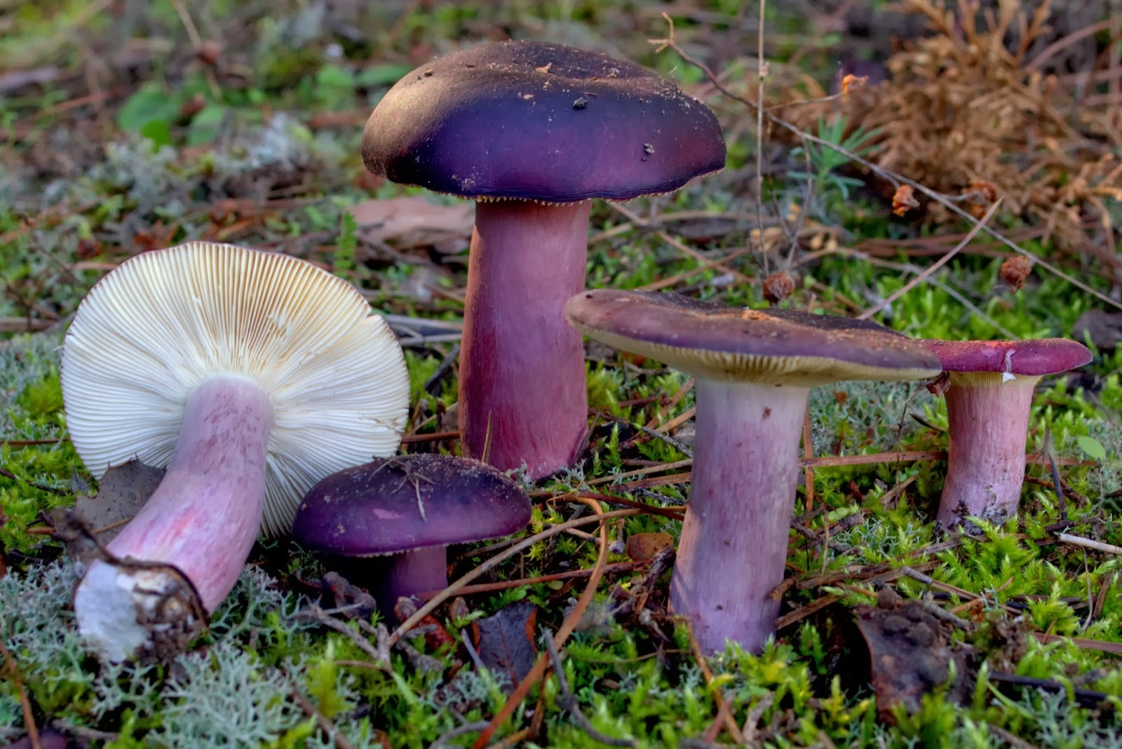 Setas Extremadura : Russula Torulosa