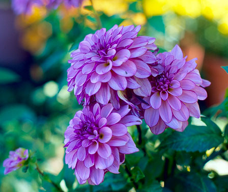 Aprendiendo botanica: Botánica y Vida