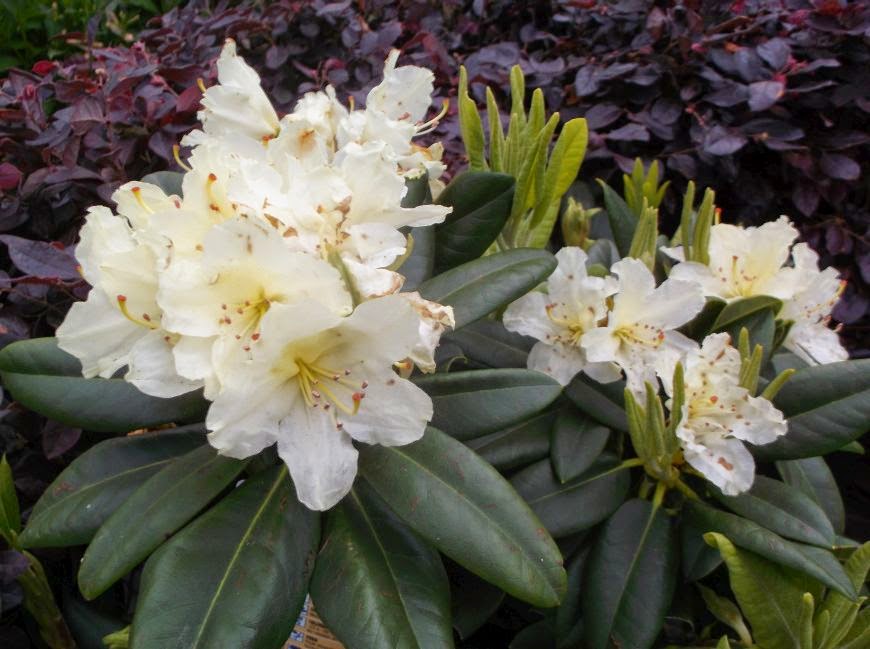 Future Plants by Randy Stewart: Rhododendrons Hybrids