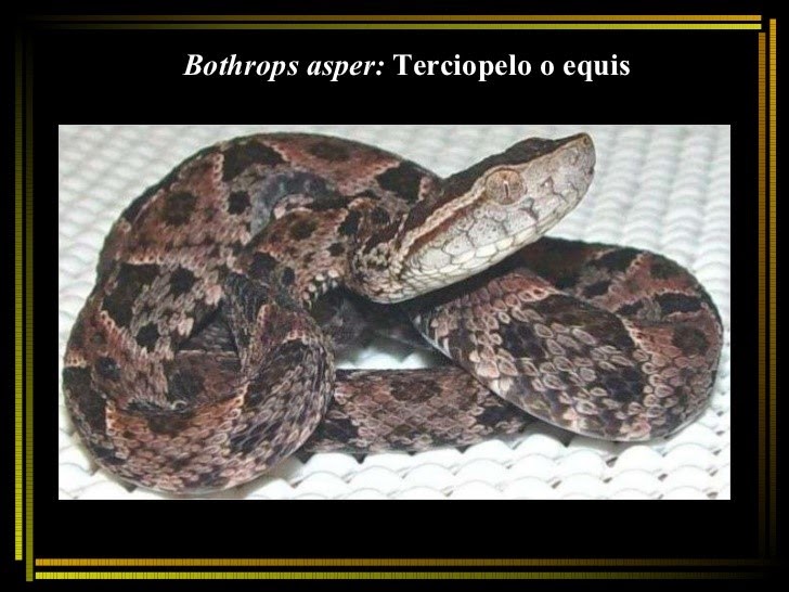 Biodiversidad de Reptiles en Panamá: Reptiles