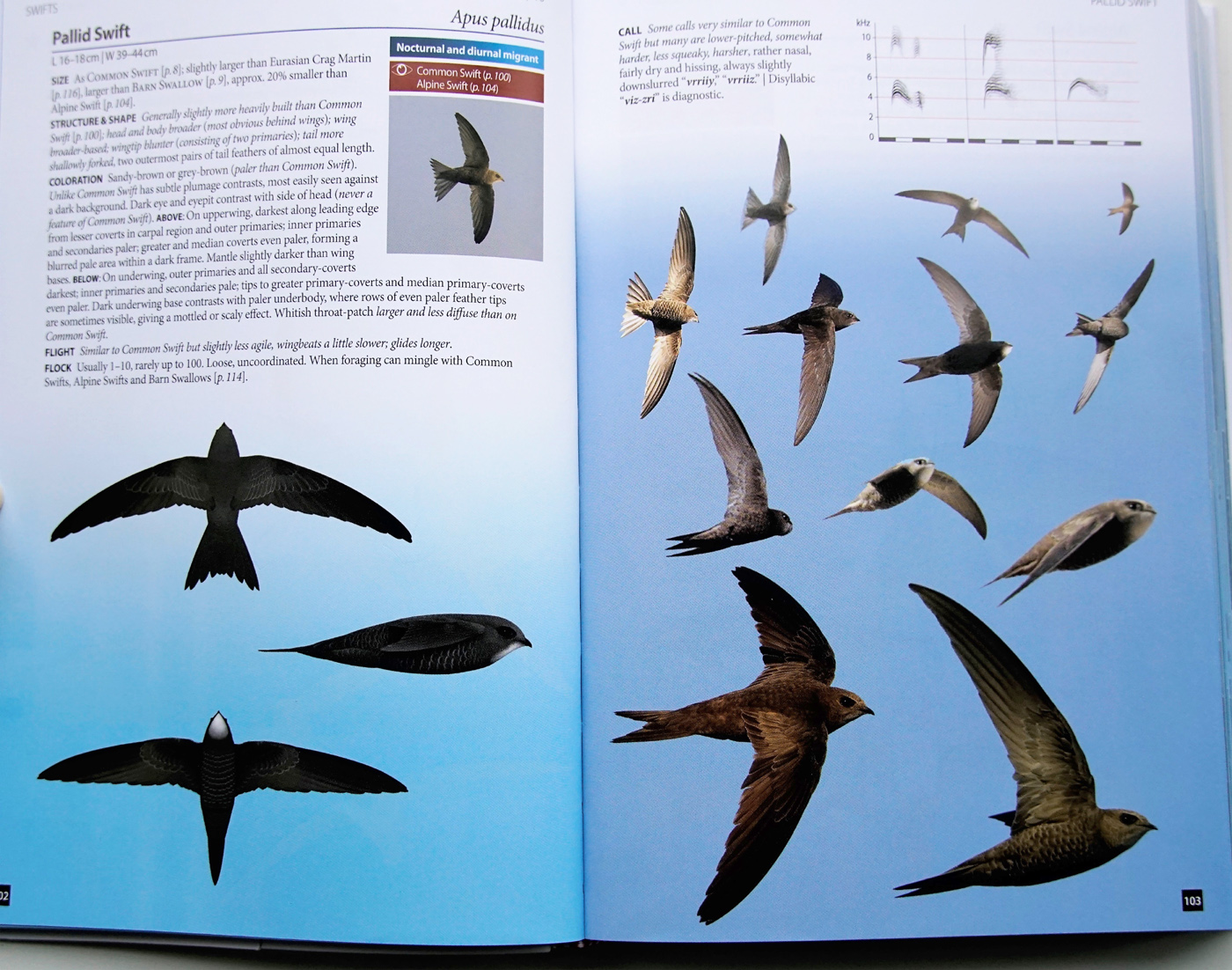 Another Bird Blog: Flight Identification of European Passerines - A Review