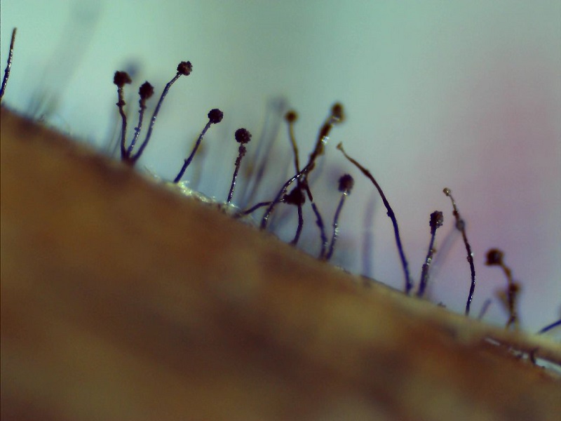 Tony Hardware's Fungi Finds: Summer early lock-down local walks still ...