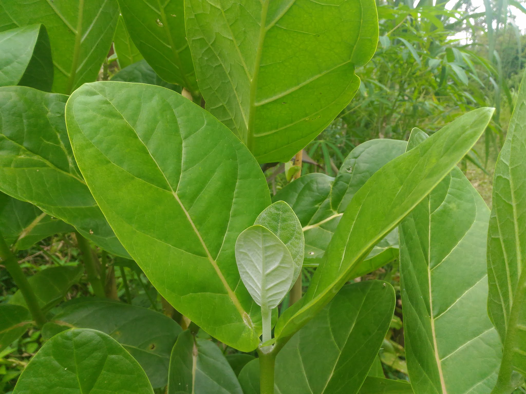 Manfaat Arka/Biduri (Calotropis gigantea) Untuk Kesehatan