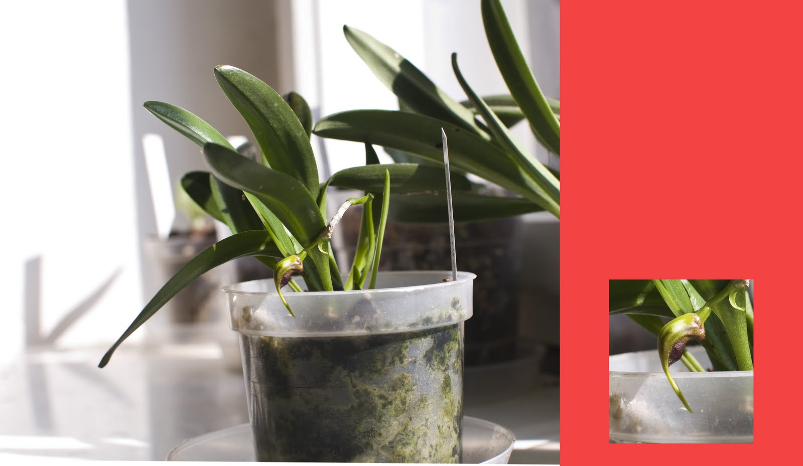 orchideje, kaktusy a jiné rostliny - petr turecký: masdevallia echo jde ...