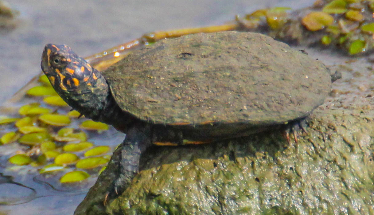 Cannundrums: Sri Lanka Black Turtle