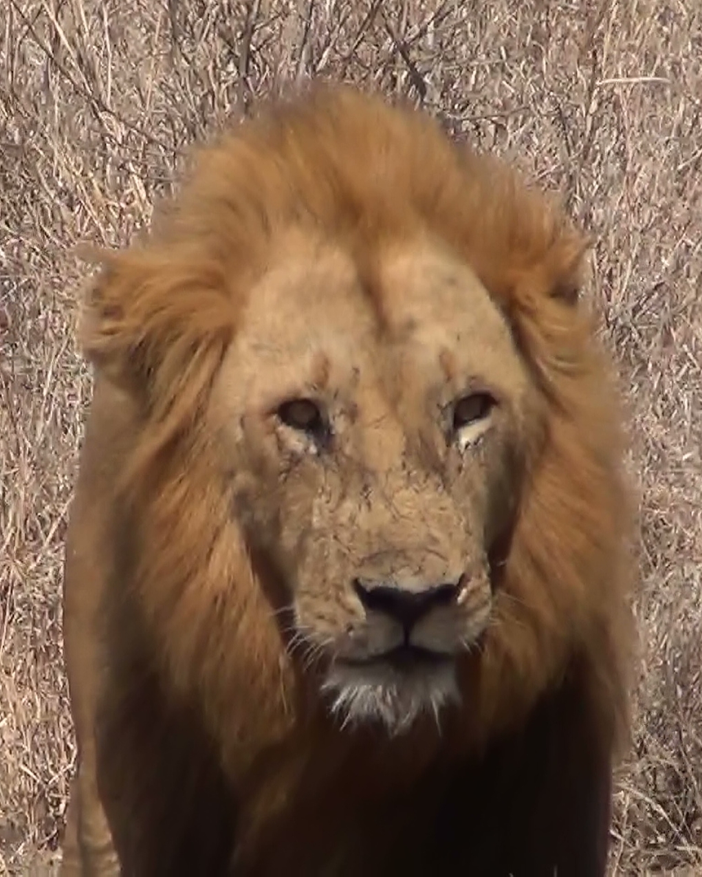 Epic's Interactive Blog: Africa’s wonderful Big 5 – The Lion