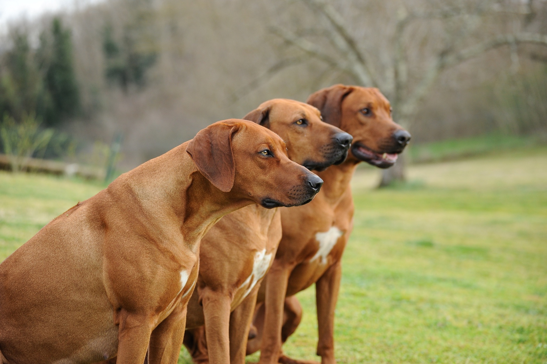 NUNCAJAMAS COCKER: TRES PERROS CON "CRESTA"