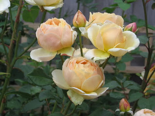 SIMPLY SEVENTY: JEANETTE'S ROSES